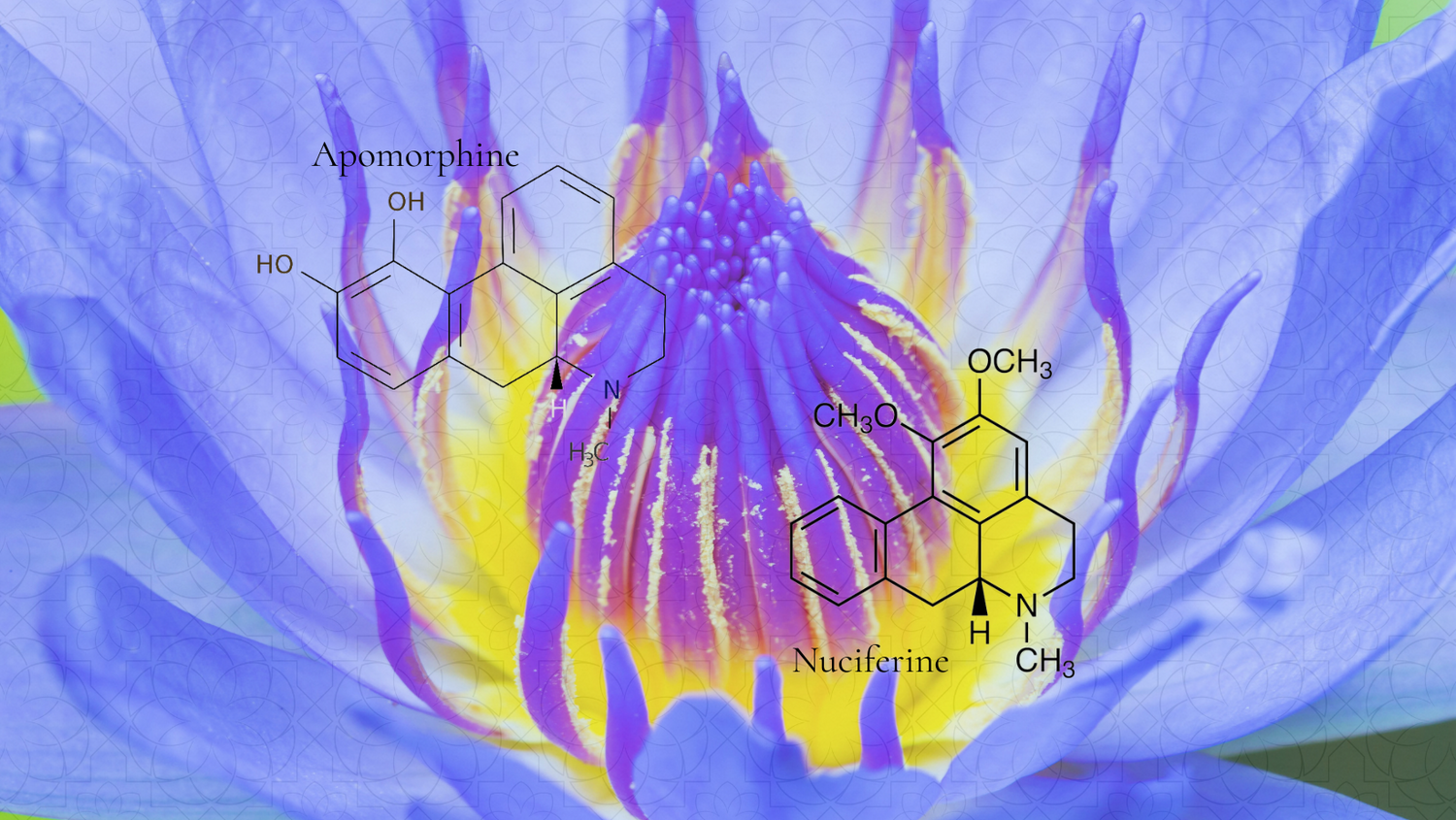 What science says about blue lotus – Blue Lotus Effect