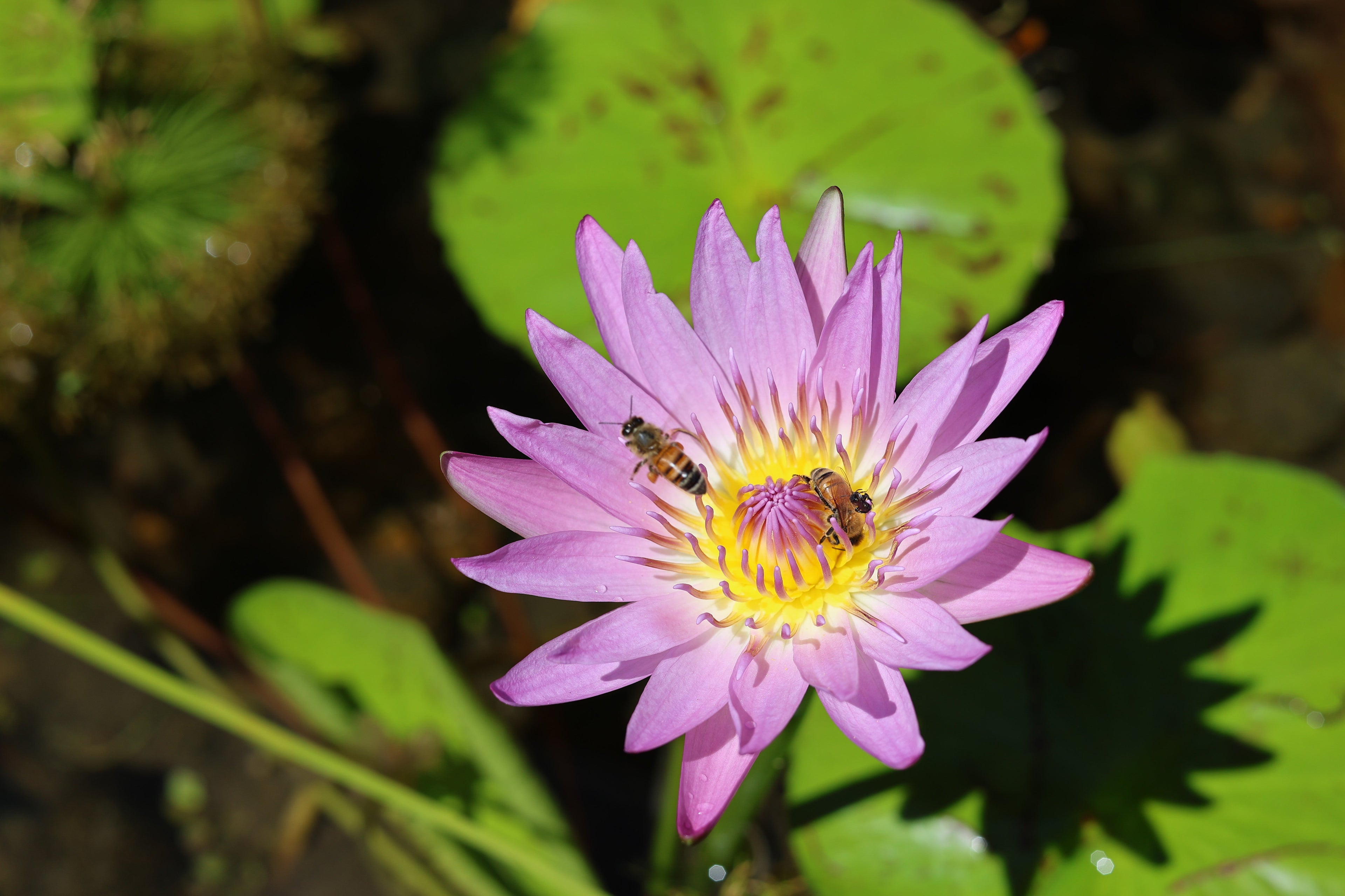 Blue Lotus: History, Effects, and Modern Research – Blue Lotus Effect